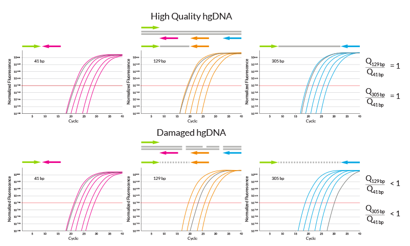 Sopachem Life Sciences hgDNA_Fig1_Final - Sopachem Life Sciences